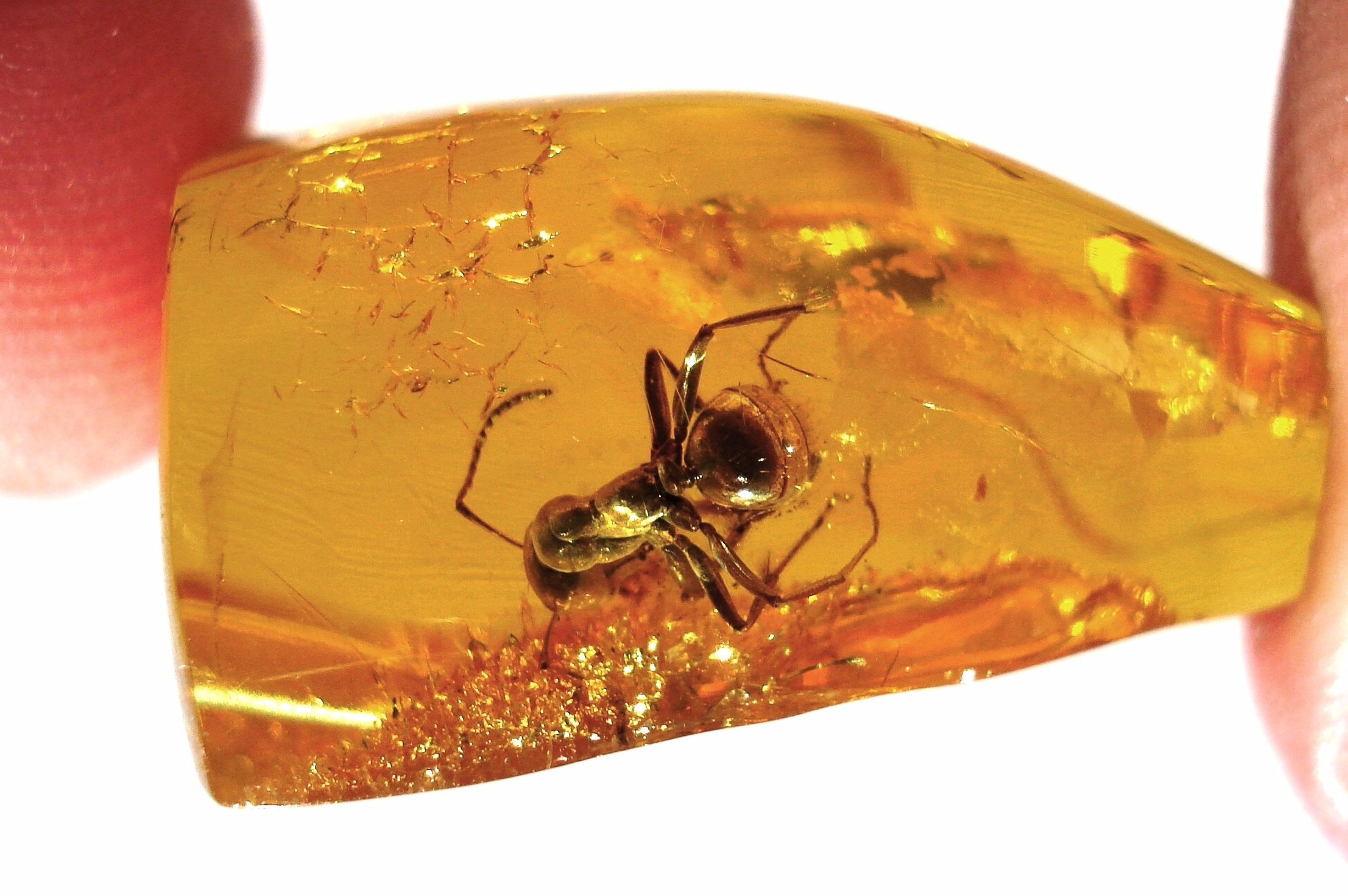 How to Make an Amber Fossil – Danupon Drake